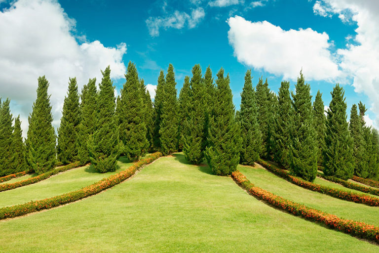 Slow-Growing Trees in Your Yard in Highland IL | Tree Care