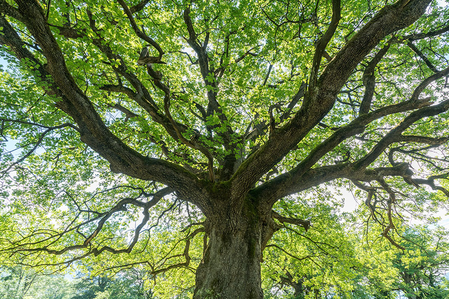Check Out These Signs of a Healthy Tree | Troy, IL
